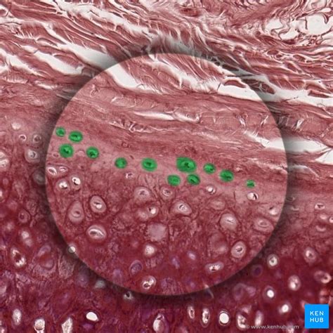 Fibrocartilage Histology Location Function Structure Kenhub
