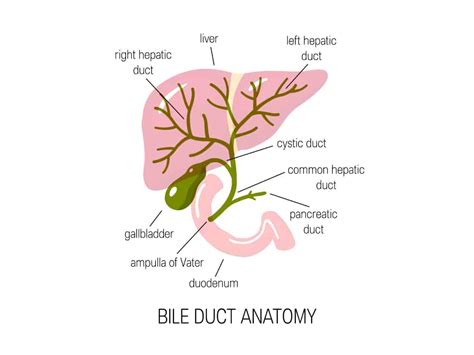 Hepatic Duct