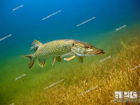 Northern Pike Esox Lucius In Helenesee Lake Near Frankfurt Oder