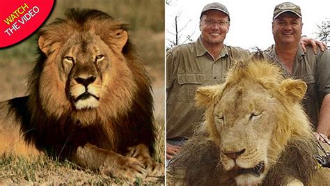 Dentist Who Killed Cecil The Lion Back Hunting As New Photo Shows Sick