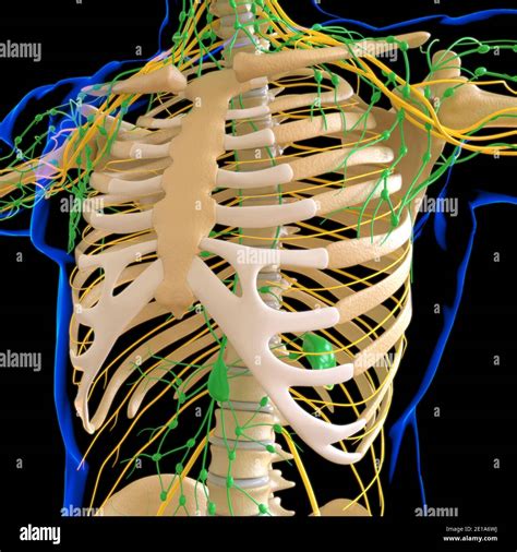 Human Lymph Nodes Anatomy For Medical Concept 3d Illustration Stock