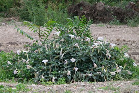 Datura Innoxia