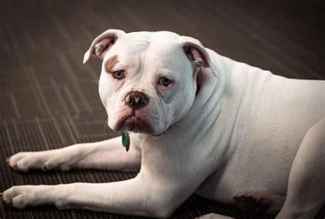 10 Dog Breeds That Look Like Pit Bulls Dog Breed Pro