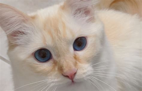 Applehead Lilac Point Siamese Whenisrakhi