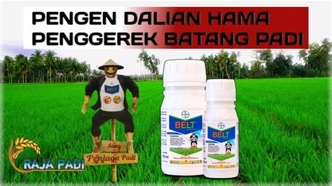 Detail Gambar Batang Padi Koleksi Nomer 36