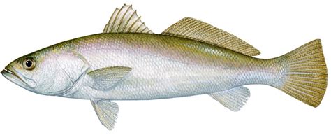 Sharkbait Sand Seatrout