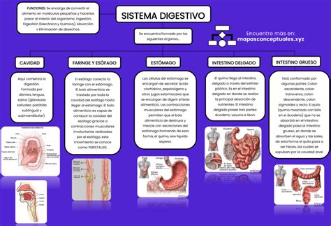 Mapa Mental Sistema Digestivo Bruniv