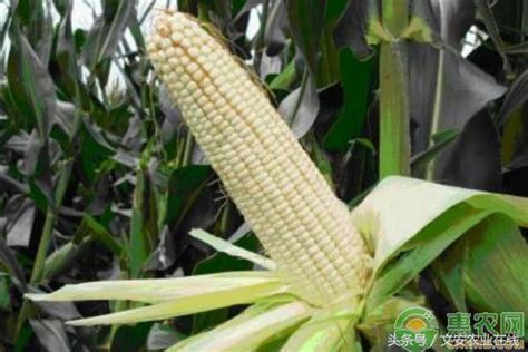 今日玉米價格多少錢一斤？2018年全國玉米價格最新行情 每日頭條