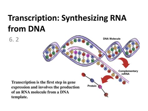 PPT Transcription Synthesizing RNA From DNA PowerPoint Presentation