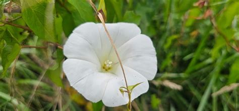 하얀 꽃받침은 여름 태양 아래에서 Bindweed False Bindweed Morning Glory라고도 불립니다 0명에 대한