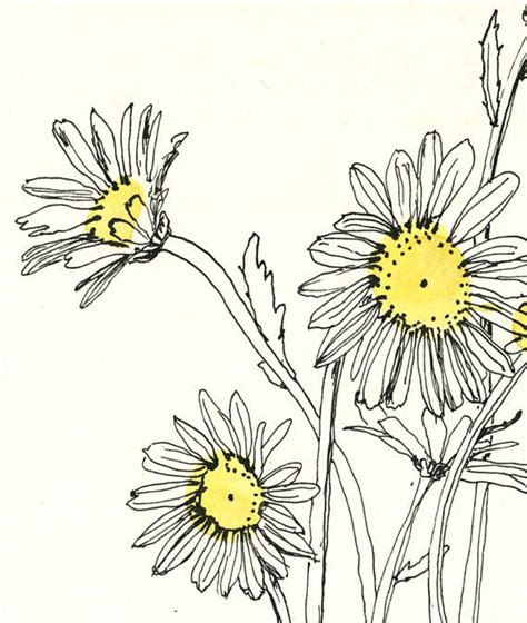 Daisies Flowers Drawing At Getdrawings Free Download