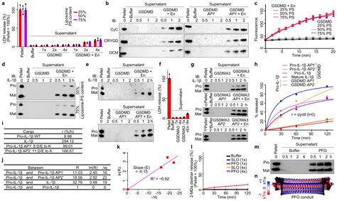 Gasdermin D Pore Structure Reveals Preferential Release Of Mature