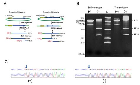 Viruses Free Full Text A Novel Self Cleaving Viroid Like Rna