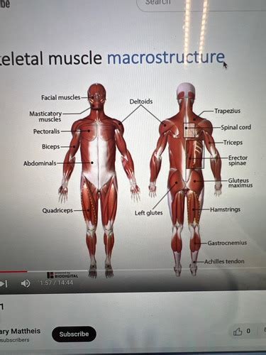 Muscle 1 Skeletal And Smooth Muscle Flashcards Quizlet
