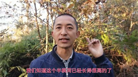 64 这种神奇植物你见过吗？一棵树能长三种叶子哦 一日一植物 植物科普 采药 人与自然 植物 Youtube