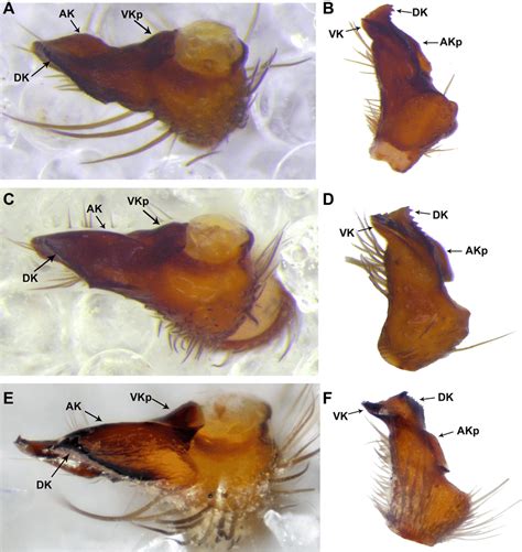 Right Palp Retrolateral Tibial Apophysis In Apical A C E And Download Scientific Diagram