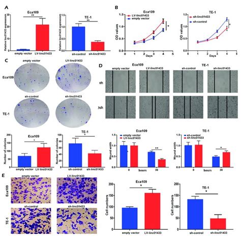 Linc01433 Promoted Proliferation And Migration By Modulating Mir 1301 Download Scientific