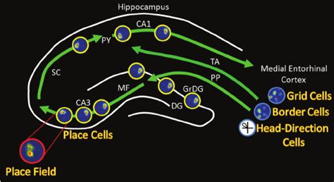 Schematic Anatomical Representation Of The Hippocampal Medial