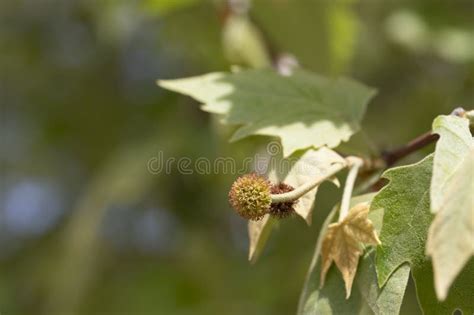 Leaves And Fruits Of Platanus Occidentalis Also Known As American