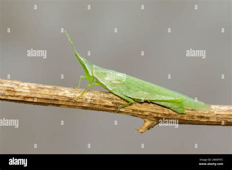 Image Of Slant Faced Or Gaudy Grasshopper On Brown Branch On Nature