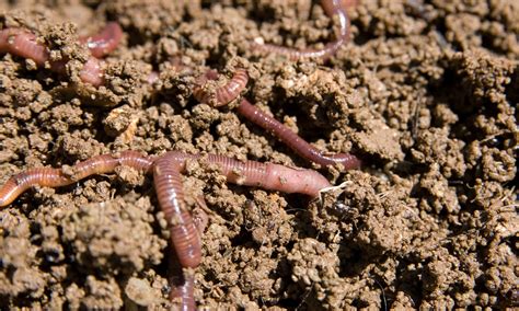 Worm Composting 101 Hummingbird Acres
