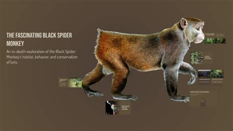 The Fascinating Black Spider Monkey By Benjamin Hemeyer On Prezi