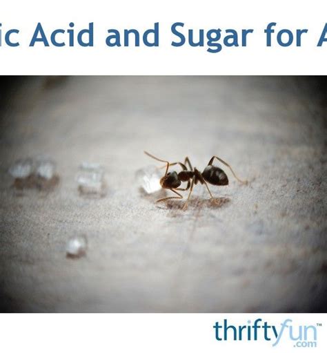 Boric Acid And Sugar For Ants