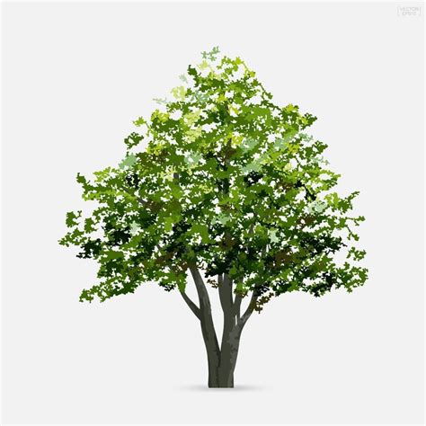 Tree Isolated On White Background Vector 3456768 Vector Art At Vecteezy