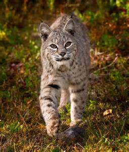 18 Wildcats Released Into Scottish Highlands In Conservation Efforts