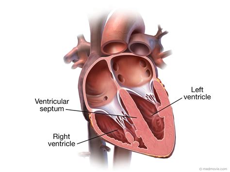 Anatomy Of Right Ventricle Images