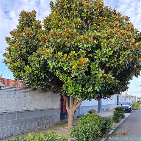 广玉兰 鑫军苗木网