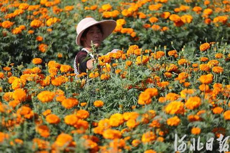 河北平泉：特色产业助农增收凤凰网河北凤凰网