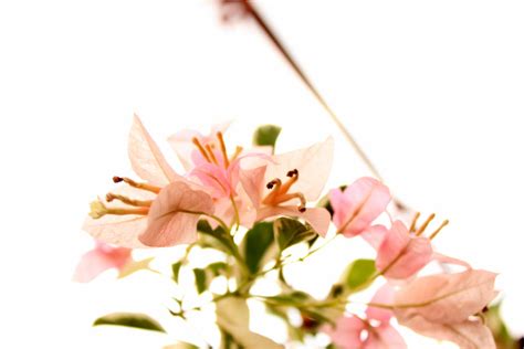 Pinkish White Bougainvillea By Eclipse Espilce On Deviantart