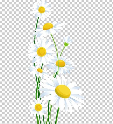 Daisy Daisy Open Your Eyes At Andy Downey Blog