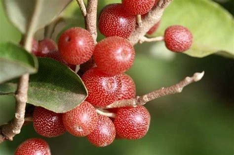 Gemrielia Ge • გემრიელია Added Gemrielia Ge • გემრიელია