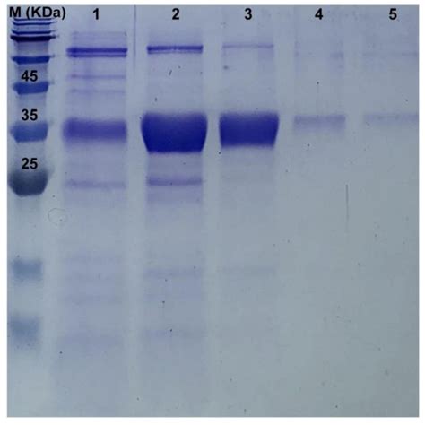 Kinetics Of Difmup 68 Difluoro 4 Methylumbelliferyl Phosphate