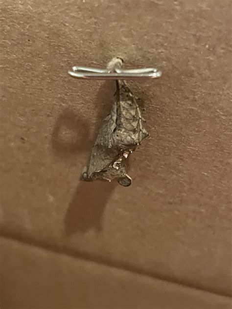 Help Identifying A Cocoon Rlepidoptera