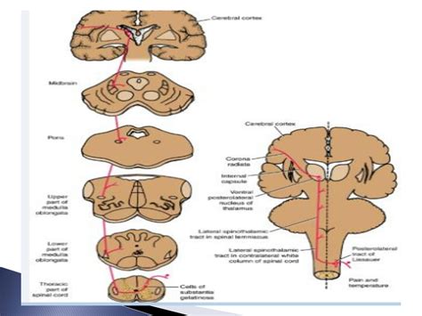 Solution Examination Of The Sensory System Studypool