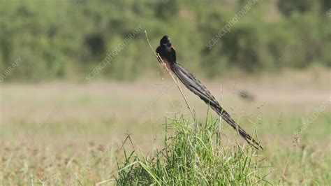 Long Tailed Widowbird Mating Display Stock Video Clip K013 2321