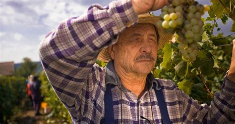 10 листопада святкуємо День виноградарів, виноробів та садівників ...