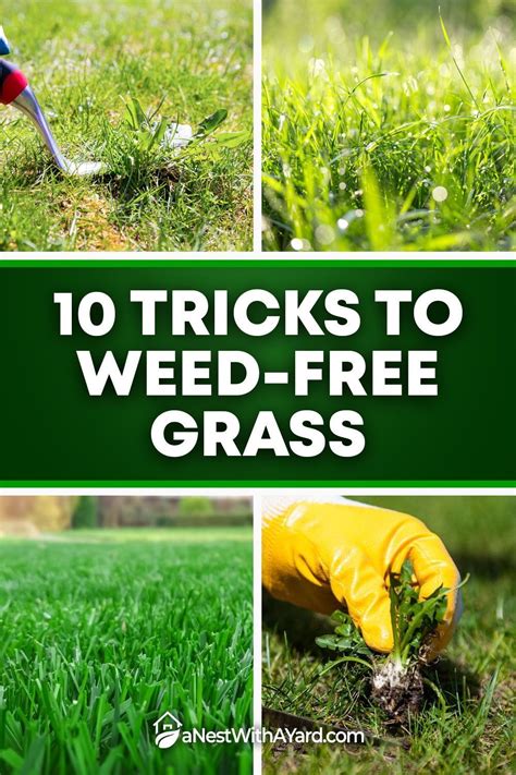 What Happens If You Cut Grass Too Short 2023 Artofit