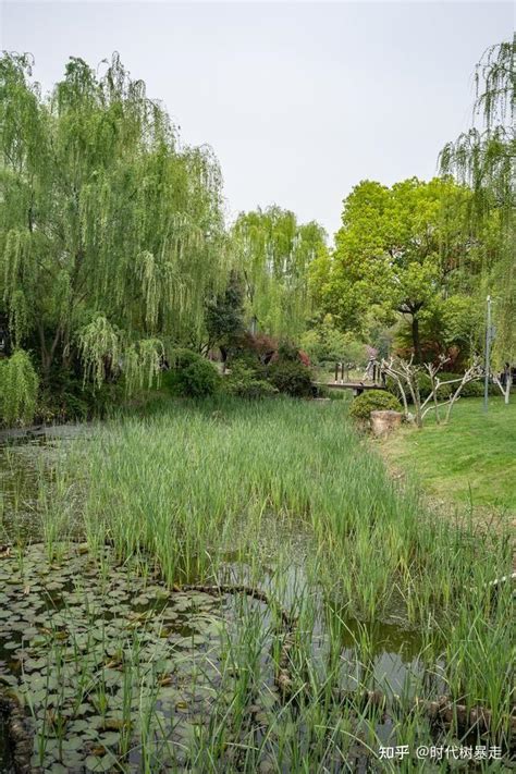 “最文艺”的方式度过春天，来武汉东湖游船赏花，做一回文人雅客 知乎