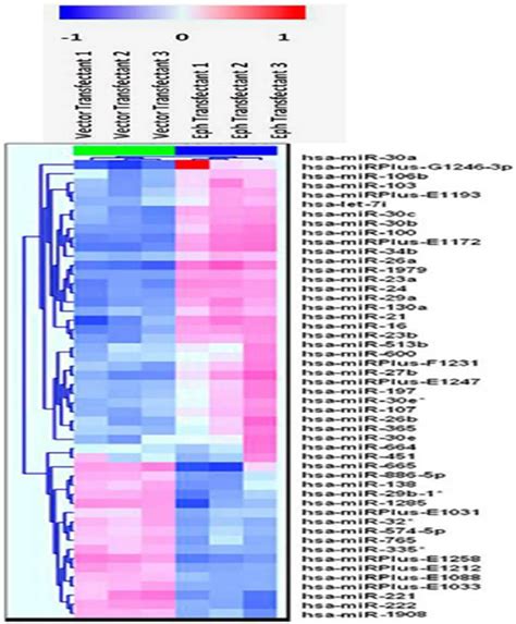 Heatmap Of Altered Mirnas In Ephb6 Transfected Mda Mb 231 Cells A