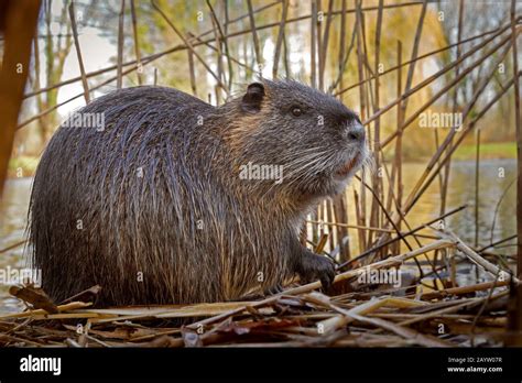 Coypu Nutria Myocastor Coypus Sitting At The Waterside Side View
