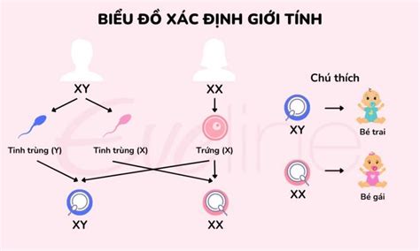 Sinh Con Trai Hay Gái Phụ Thuộc Vào Ai Hellobacsi
