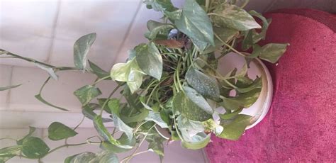 بی حال شدن پتوسپوتوس