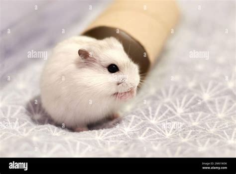 Phodopus Sungorus Hamster Sibérien Banque De Photographies Et Dimages