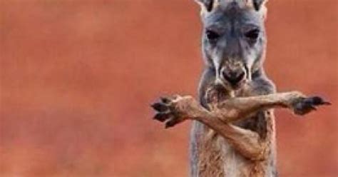 I Dont Want Any Trouble Roo Imgur