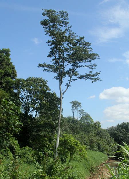 Moluccan Ironwood Intsia Bijuga