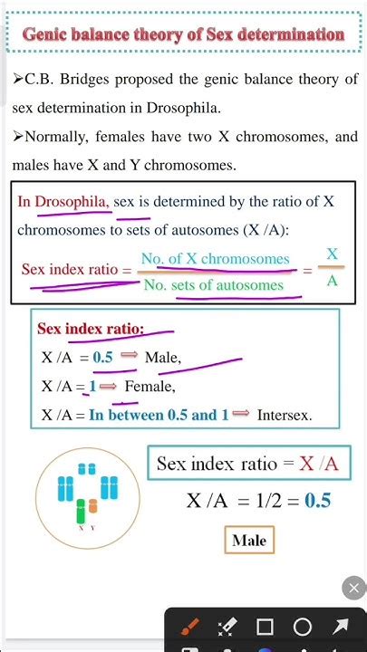 Genic Balance Theory Of Sex Determination Sex Determination In